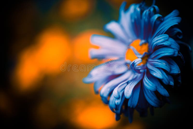 Blue flower bud stock image. Image of macro, background - 100905119