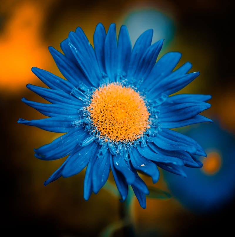 Blue flower bud stock image. Image of inside, details - 100905165