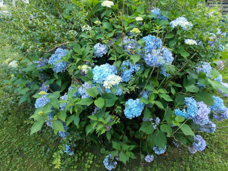 Blue Flower Capitulum Flower Bush Stock Photo - Image of white, flower ...