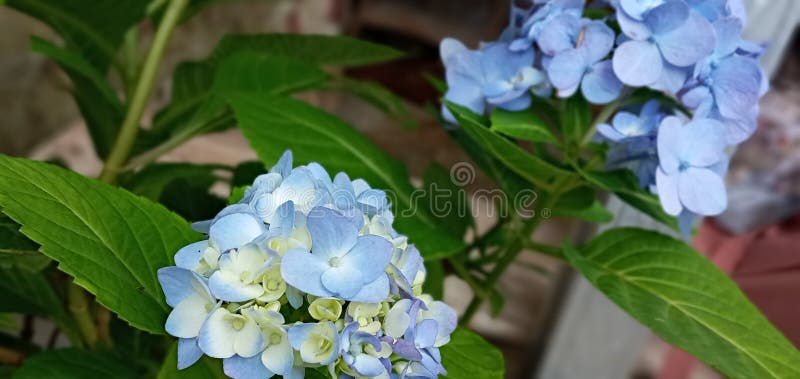 Blue Flower Captured by Camera from Different Side Stock Photo - Image ...