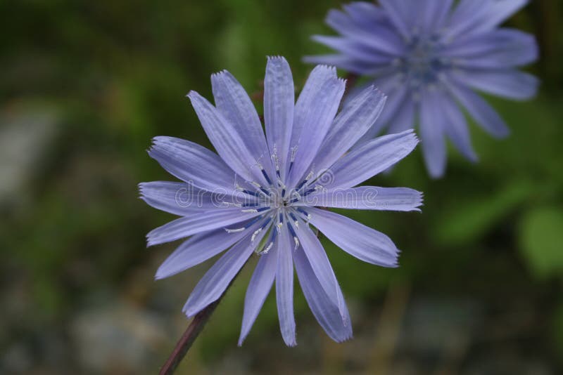 Cichorei Plant Stock Photos - Free & Royalty-Free Stock Photos from ...