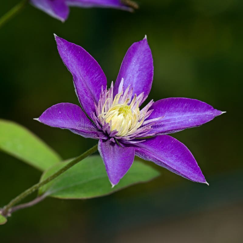 Blue flower Clematis stock photo. Image of single, nature - 28748330