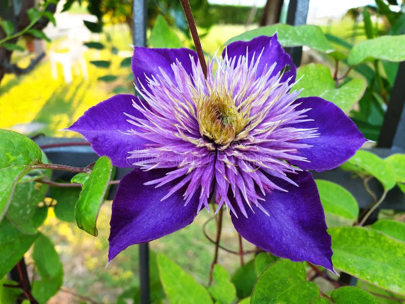 Close Up of Blue Flower Clematis Stock Image - Image of flower, leaves ...