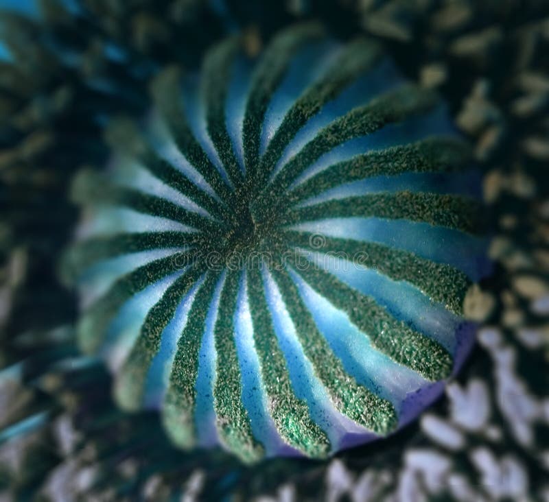 Blue Flower - Close-up Picture. Image: 1972649