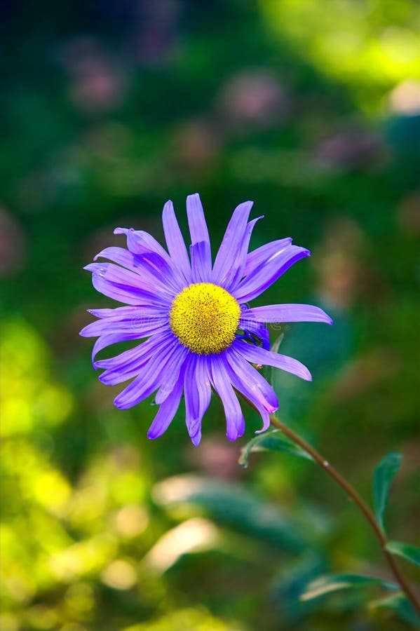 Blue flower - close-up stock photo. Image of creativity - 2817072