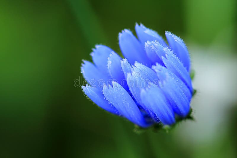 Blue flower closeup stock photo. Image of pure, serene - 21990998