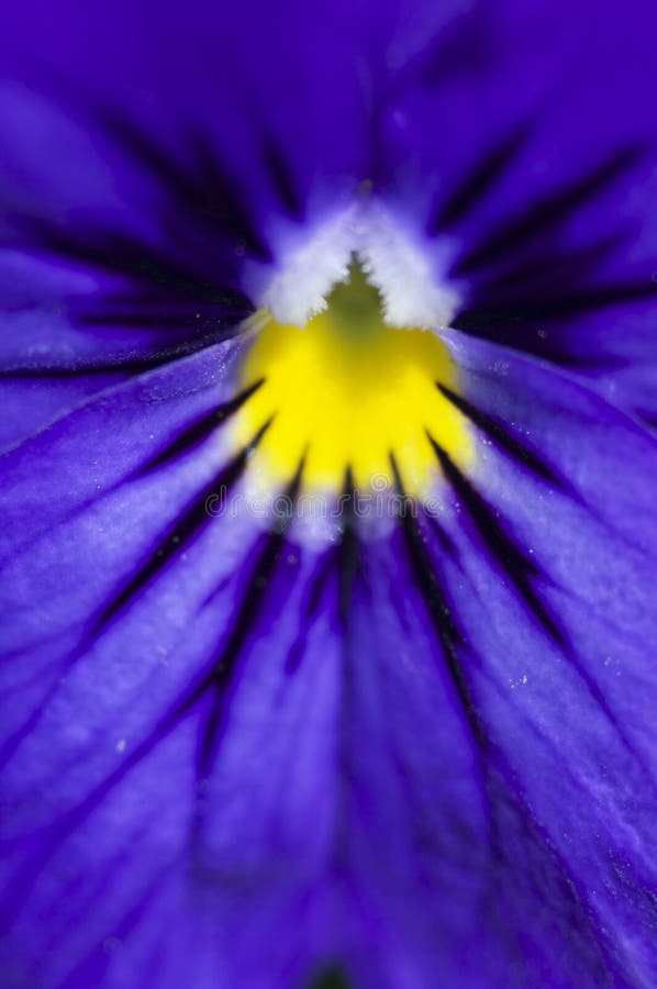 Blue flower closeup stock image. Image of detail, petal - 9919313