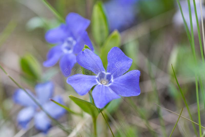 Flower of Dwarf Mallow (Malva Neglecta) Stock Image - Image of park ...