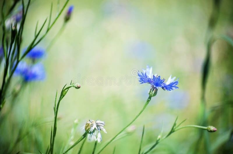 Blue flower cornflower stock image. Image of outdoors - 98465225