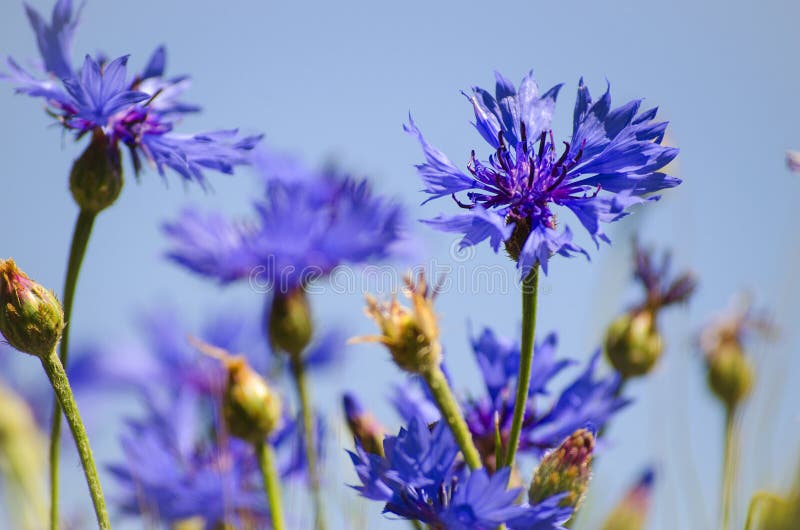 Blue flower cornflower stock photo. Image of ears, blue - 98465344