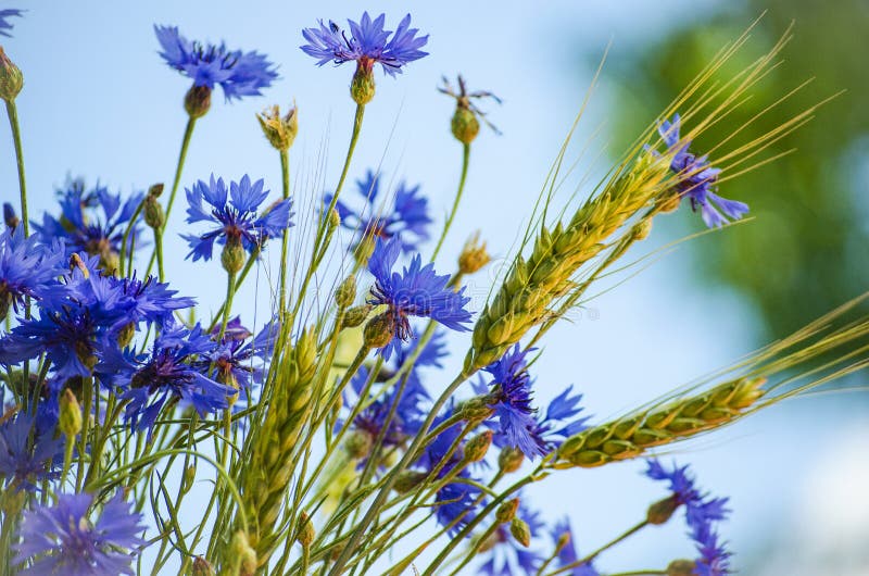 Blue flower cornflower stock image. Image of untreated - 98465719