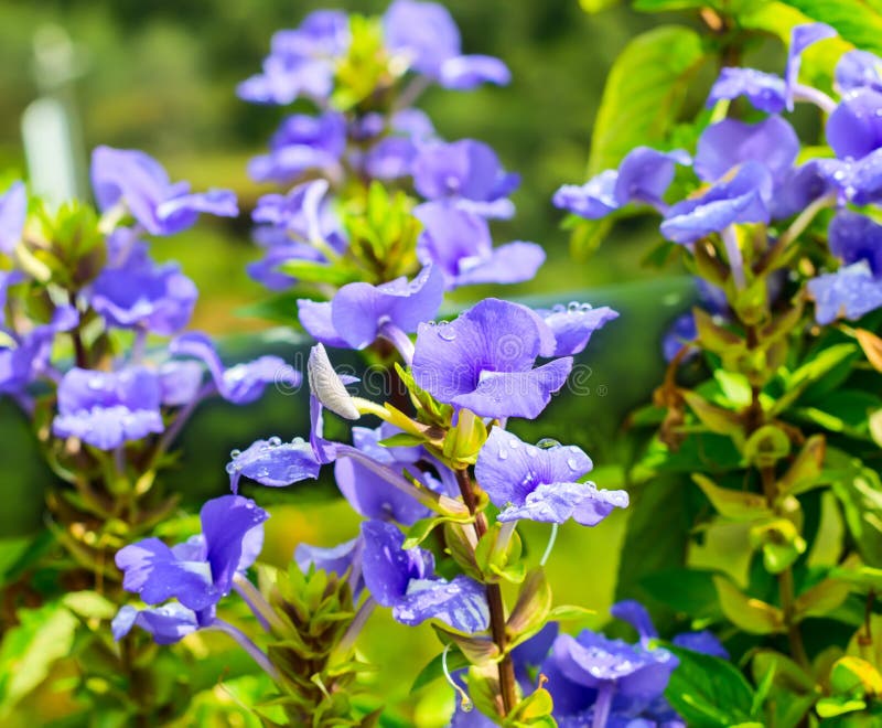 Blue Flower with Drops after Rain on Green Background Stock Photo ...