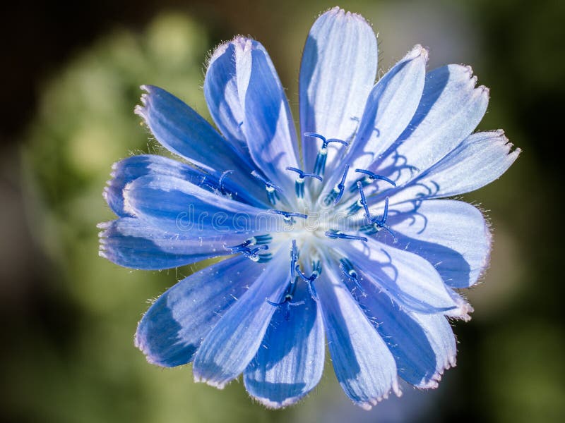 Blue Flower of endive stock photo. Image of detailed - 188144716