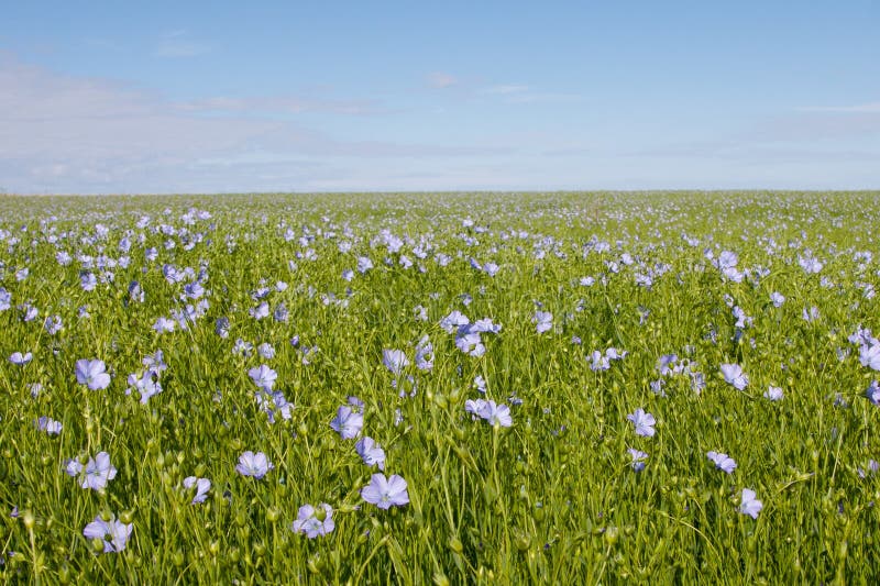 Blue flower field stock image. Image of landscape, green - 15082447