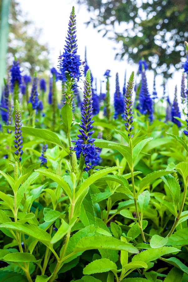 Blue, Flower, Flora, Wildflower Picture. Image: 95550439