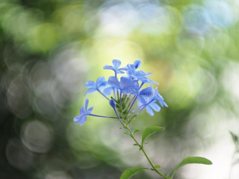 Blue flower stock photo. Image of flower, bokae, blue - 42743856