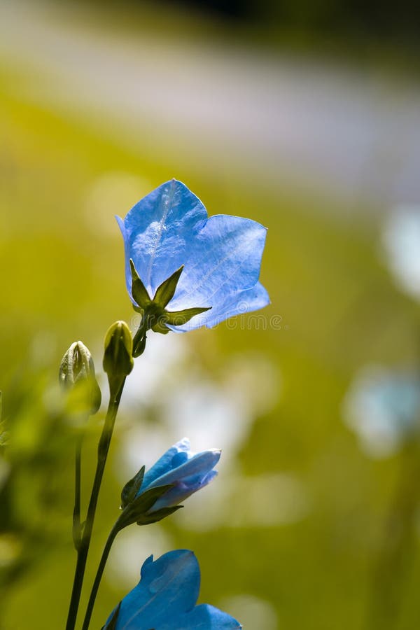 Blue, Flower, Flora, Wildflower Stock Image - Image of plant, petal ...