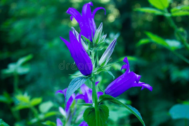 Blue Flower on in the Forest Stock Photo - Image of nature, landscape ...