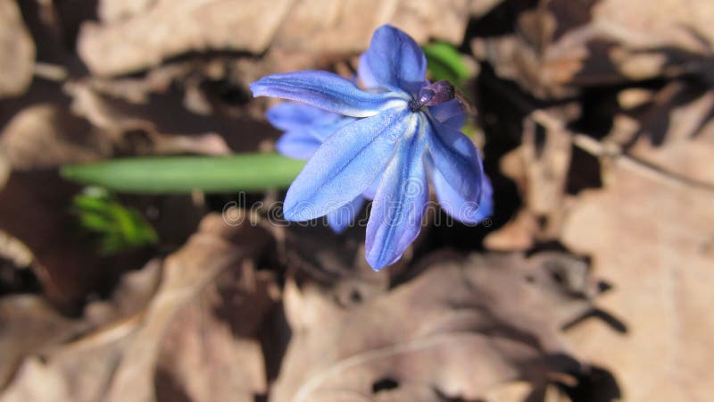 Blue flower in the forest stock image. Image of blue - 144966265