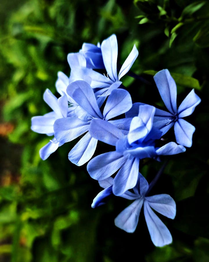 Blue Flower. Forget-me -not but they always Look for You on My Every ...