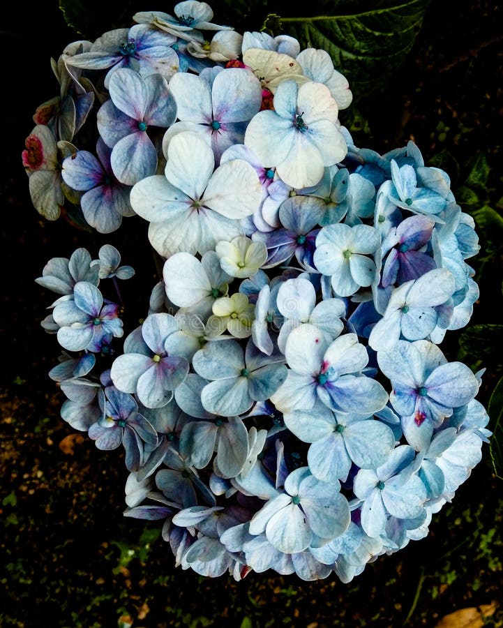Blue flower in the garden stock photo. Image of lavender - 314116278