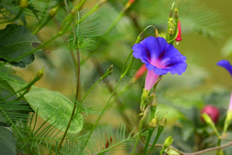 Signing Star stock photo. Image of flower, signing, blue - 127646222