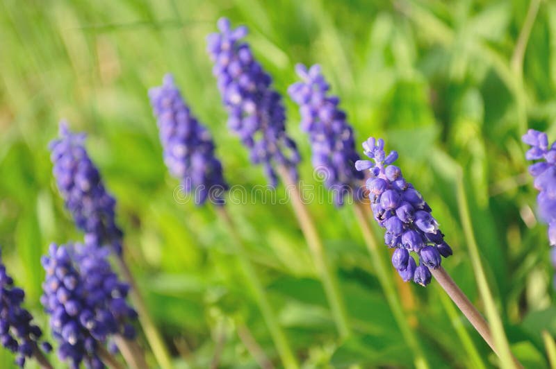 Blue Flower, Grape Hyacinth, Muscari Racemosum Stock Image - Image of ...