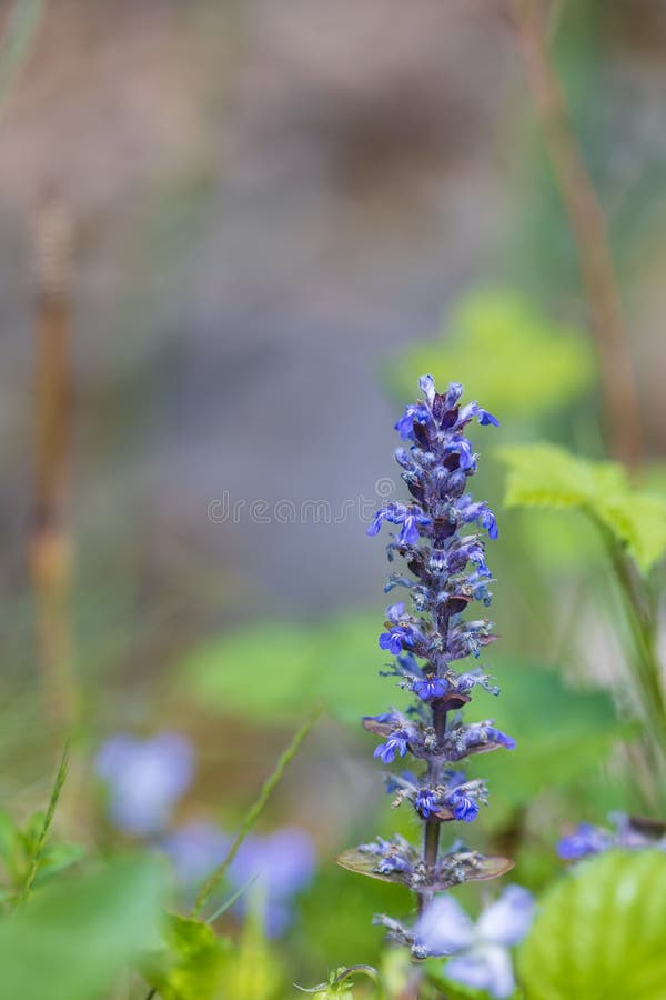 198 Creeping Ajuga Nettle Stock Photos - Free & Royalty-Free Stock ...