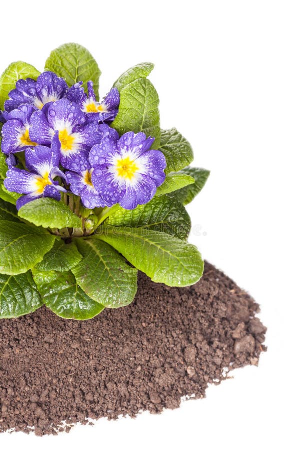 Blue Flower with Green Leaf and Root on Brown Soil Stock Photo - Image ...