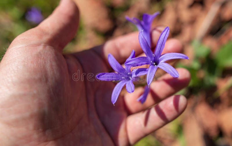 Blue Flower in Hand in Spring Steppe Stock Image - Image of vein, green ...