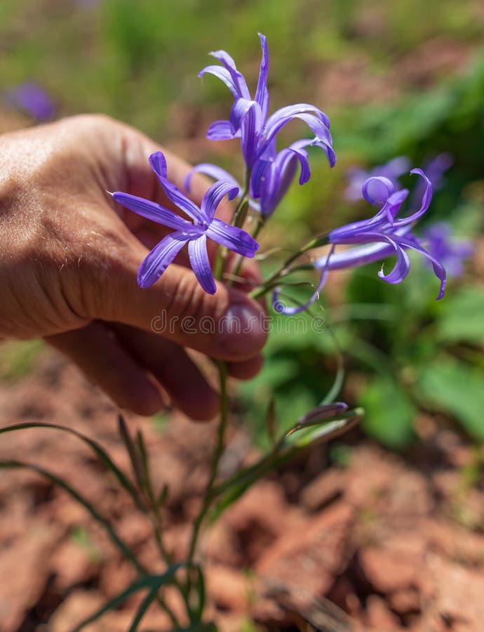 Blue Flower in Hand in Spring Steppe Stock Image - Image of blue, vein ...
