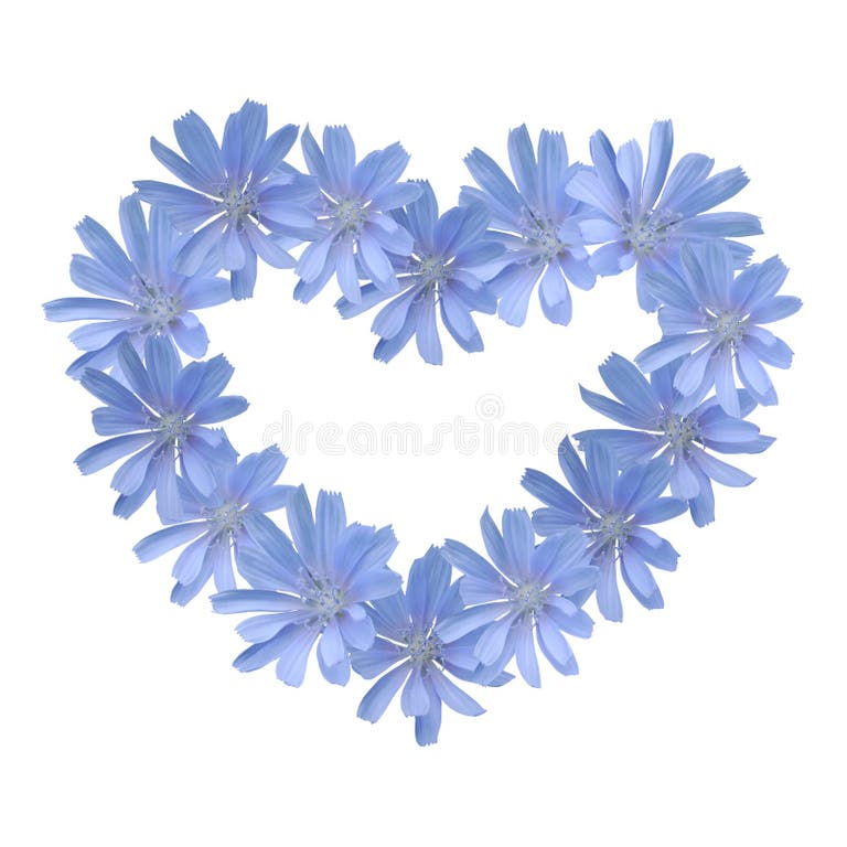 Blue Flower Heart (chicory) Stock Illustration - Illustration of aster ...