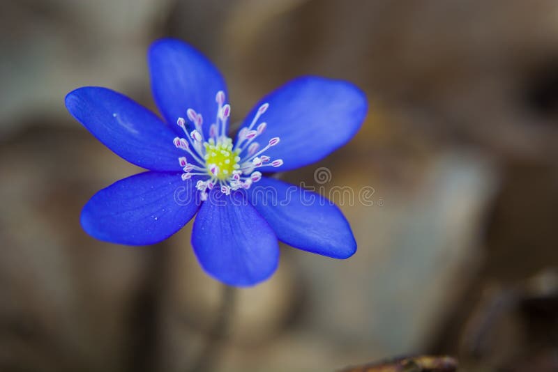 Blue hepatica flower stock image. Image of horizontal - 133789261