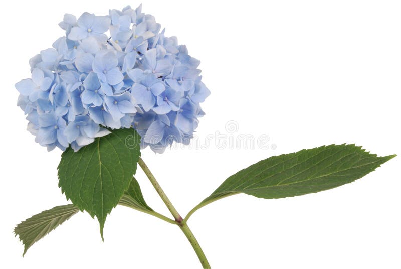 Blue hydrangea macrophylla stock photo. Image of pastel - 84835398