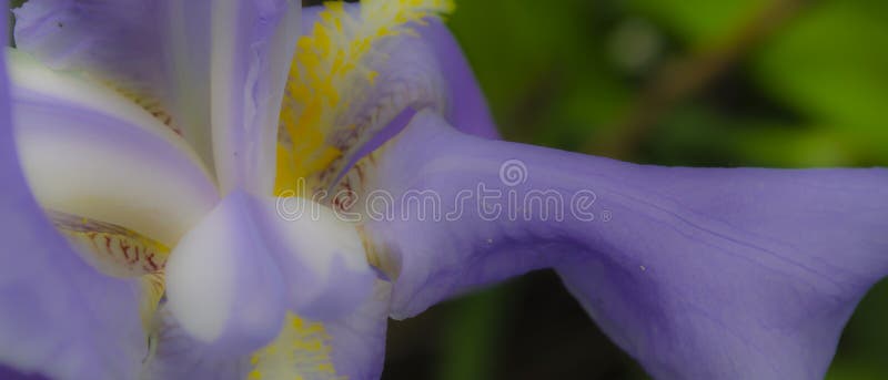 Blue Flower Iris Core. Purple Iris Flower Inside. Blooming Iris ...