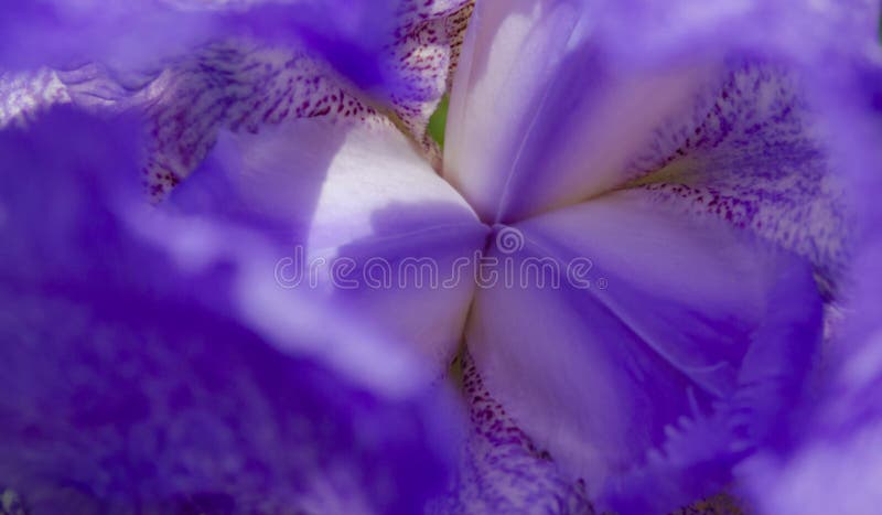 Blue Flower Iris Core. Purple Iris Flower Inside. Blooming Iris ...