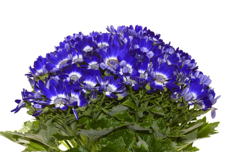 Blue Flower Isolated on White Background Stock Image - Image of purple ...