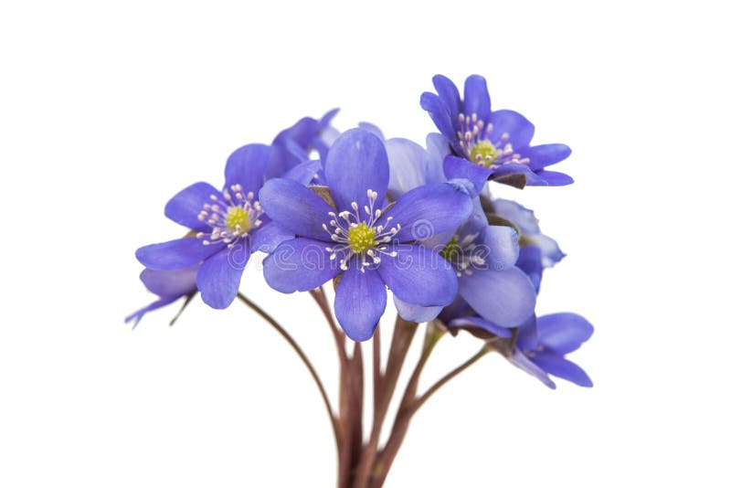 Blue flower isolated stock photo. Image of flowers, floral - 84214060