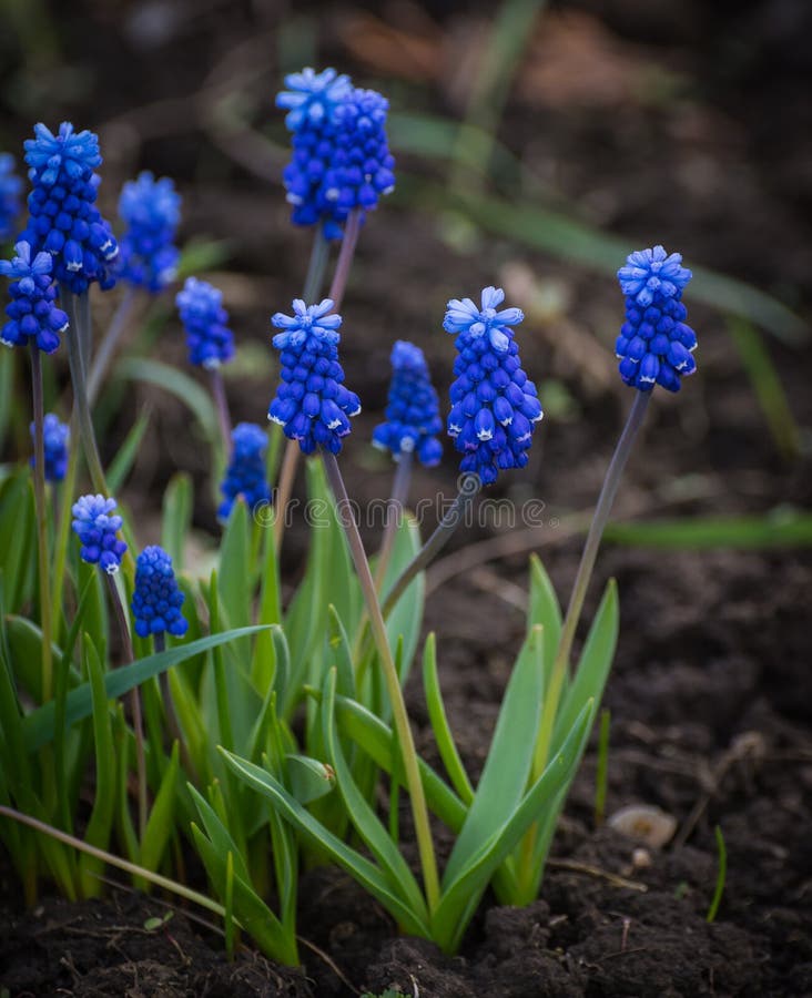 Blue flower stock image. Image of beauty, flower, blossom - 96568153
