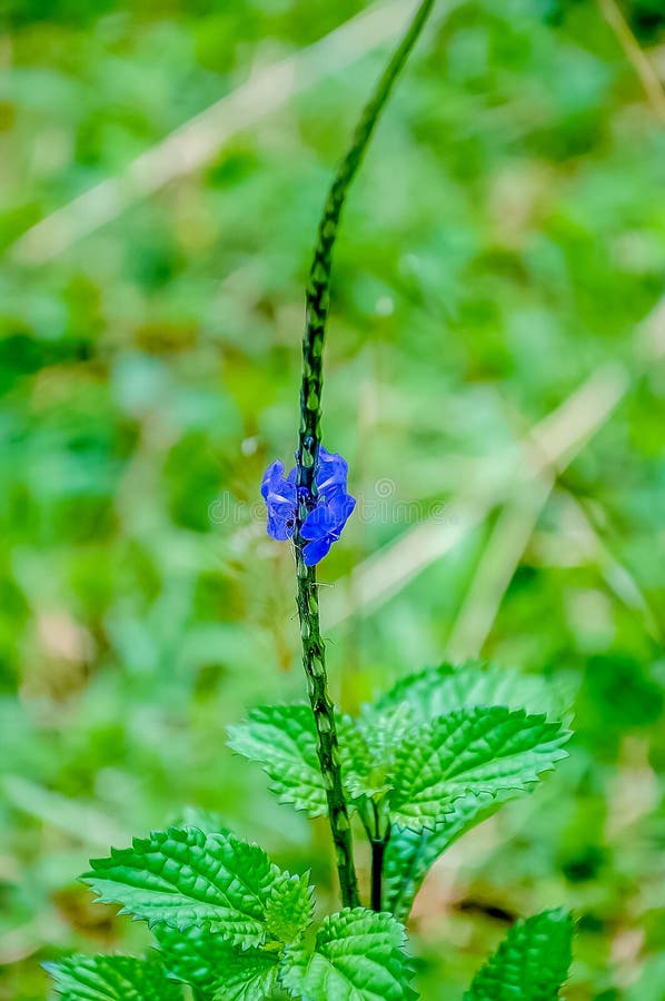 A blue flower with leaves stock photo. Image of shrub - 253871538