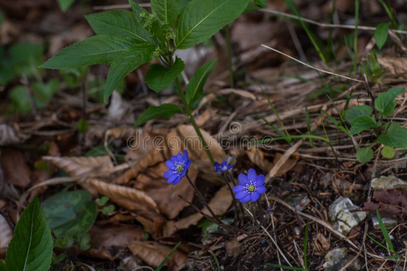 Blue Flower Liver Flower in Spring Stock Photo - Image of pink, fresh ...