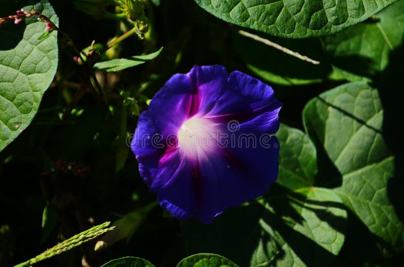 Blue flower loach close up stock image. Image of flora - 197488125