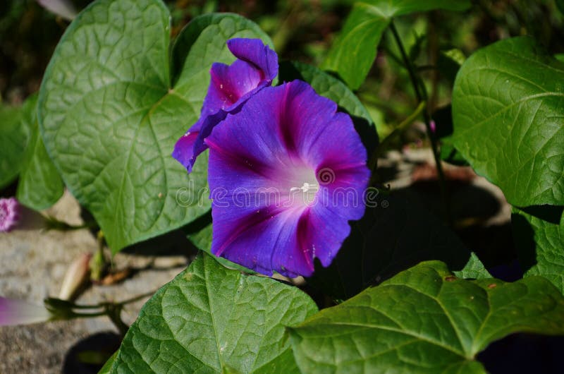 Blue flower loach close up stock image. Image of bright - 197488143