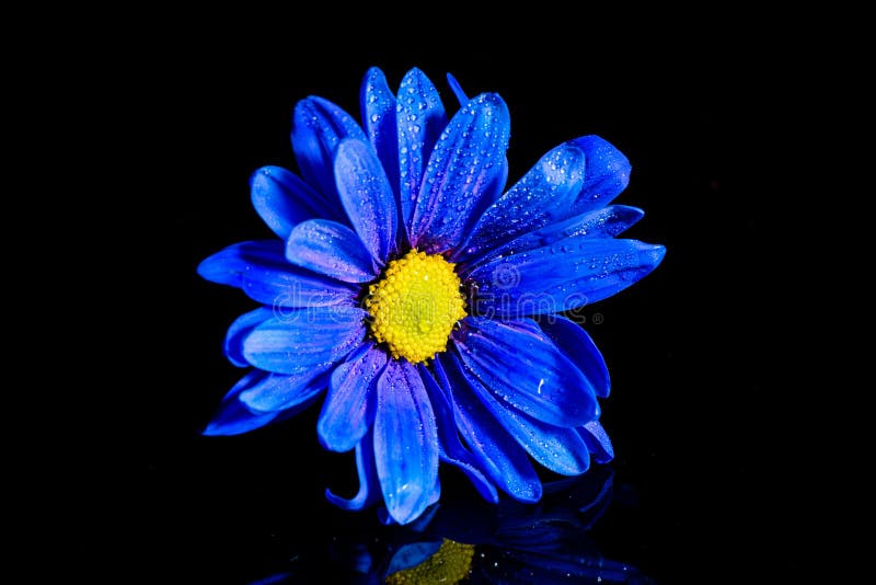 Blue Flower Macro stock image. Image of decoration, studio - 93221291