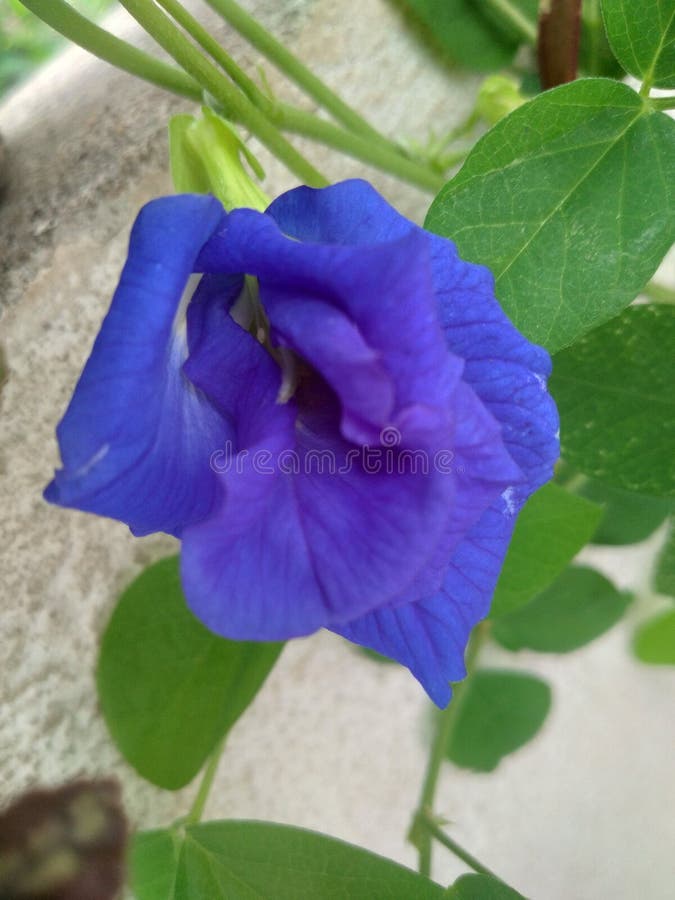 Flower Katarolu Stock Photos - Free & Royalty-Free Stock Photos from ...