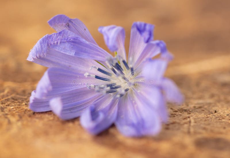 Blue Flower on the Marble Table Stock Image - Image of nature, marble ...