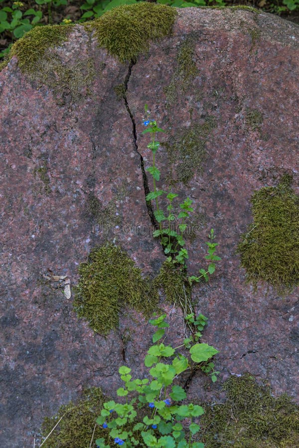 Blue Flower and Moss Bloom in a Stone Crevice Stock Photo - Image of ...