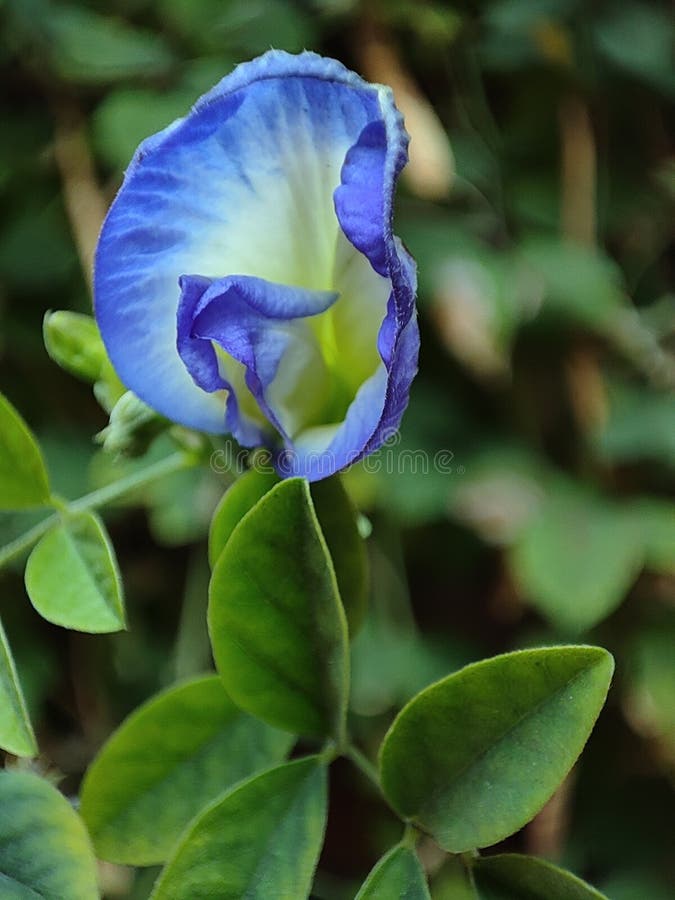 Blue Flower Natural Pic No Editing Normal Stock Photo - Image of ...