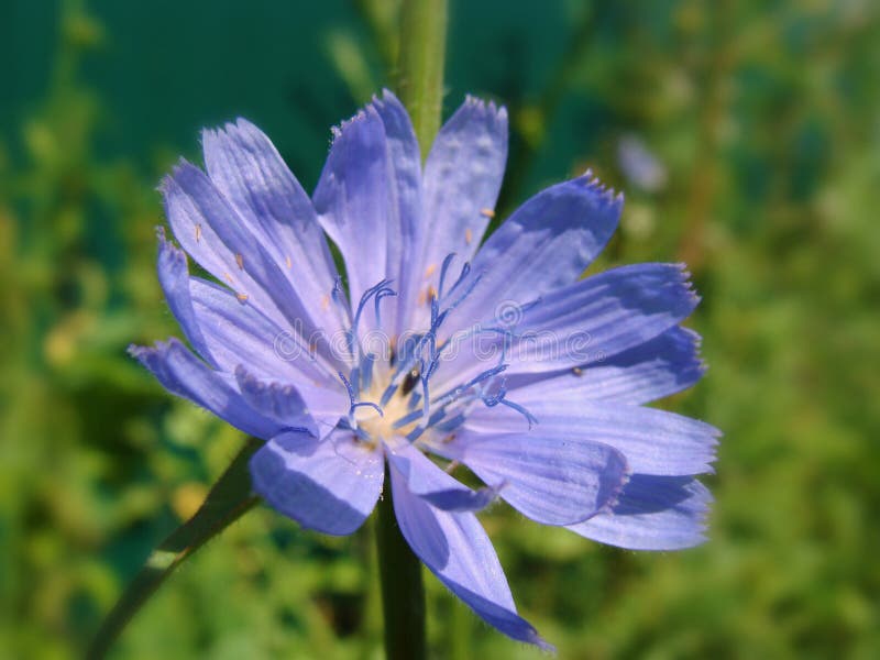 Blue Flower is an Ordinary Plant that Grows Everywhere Stock Image ...