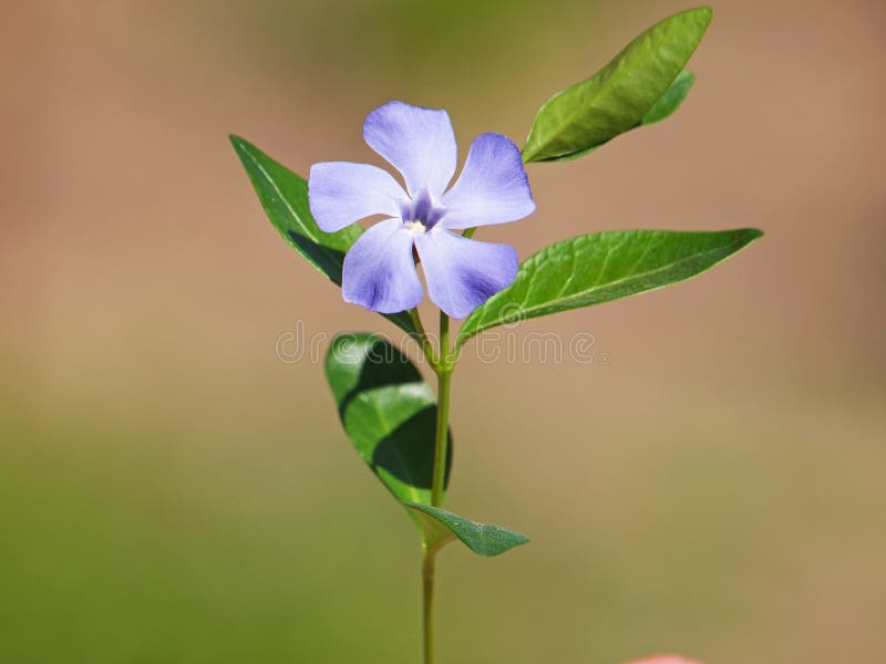 Blue Flower of Periwinkle or Vinca Stock Photo - Image of europe ...